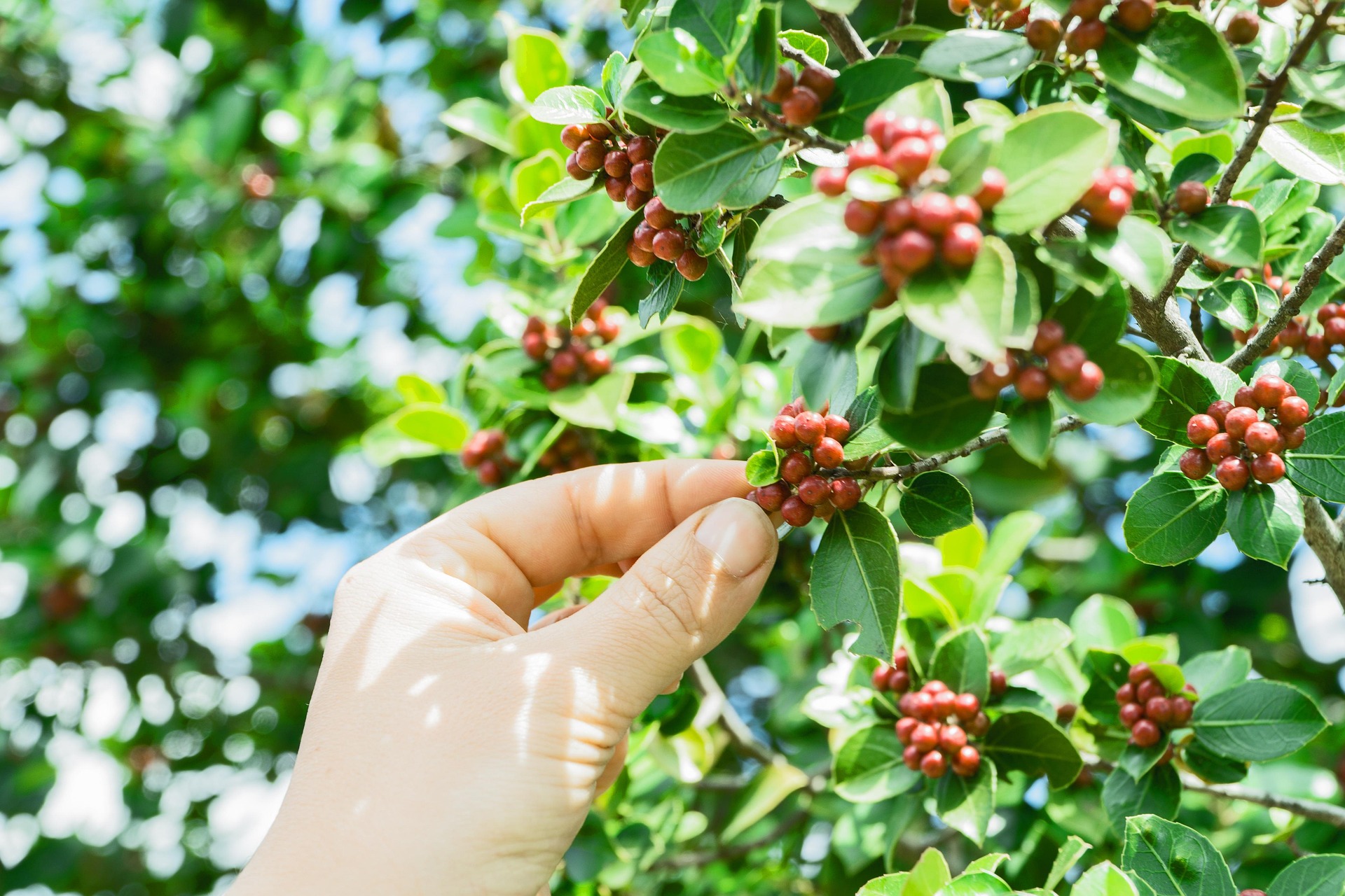 Euroroast – European Roasterie